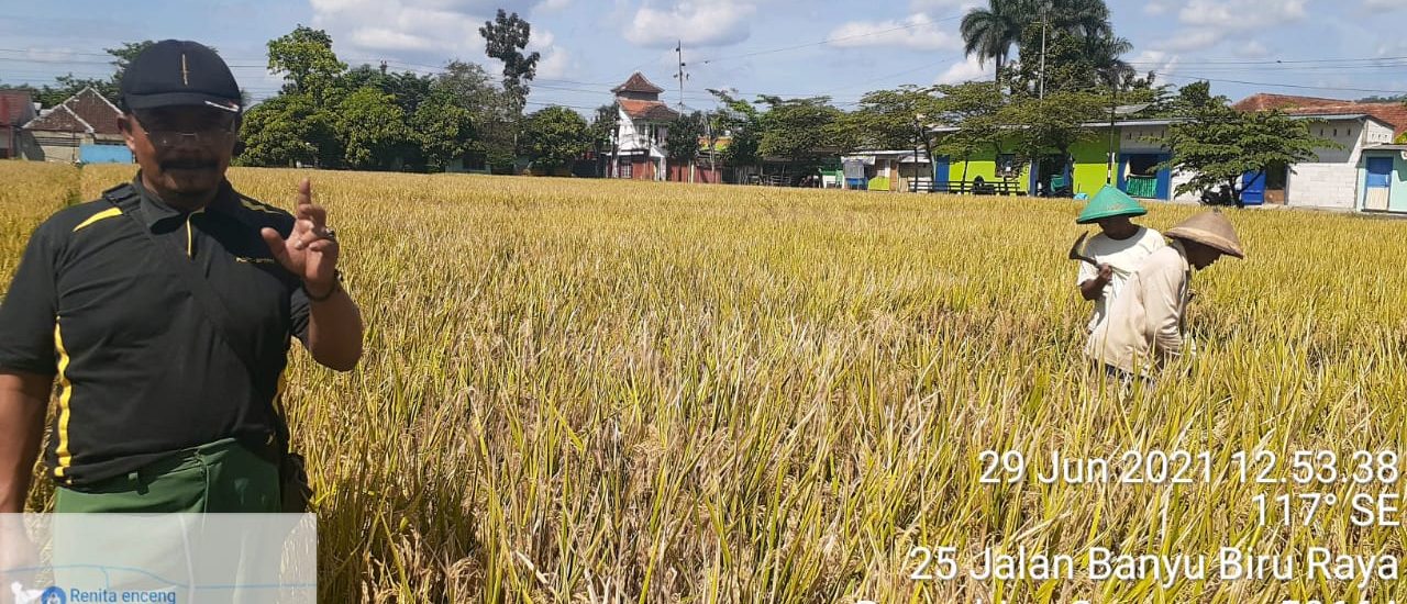 Ubinan Padi di KBP Banyubiru Ambarawa - Balai Benih Tanaman Pangan dan ...